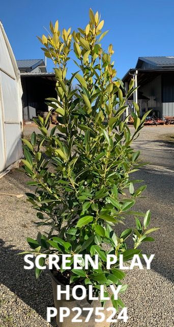 Screen Play Holly 7g – Richardson Roots