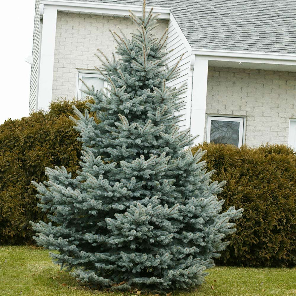 Picea pungens 'Baby Blue' Baby Blue® Colorado Blue Spruce 15 Gallon ...