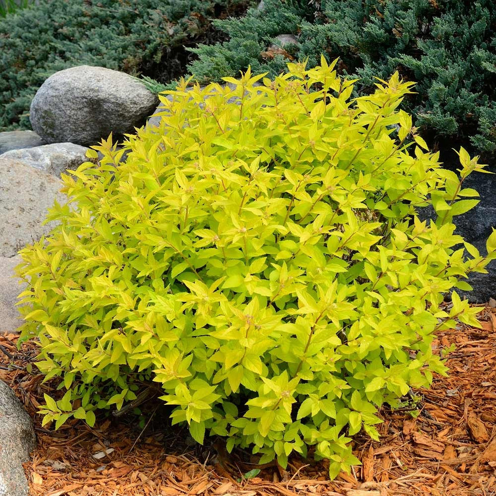 Spiraea japonica 'Gold Mound' Gold Mound Spirea 3g – Richardson Roots