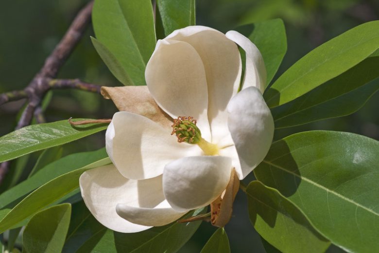 Magnolia virginiana 'Sweet bay' Sweet Bay Magnolia 15 Gallon ...