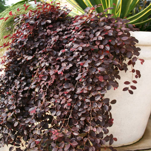 Loropetalum chin. 'Peack' PP18441 Purple Pixie® Dwarf Weeping Loropeta ...