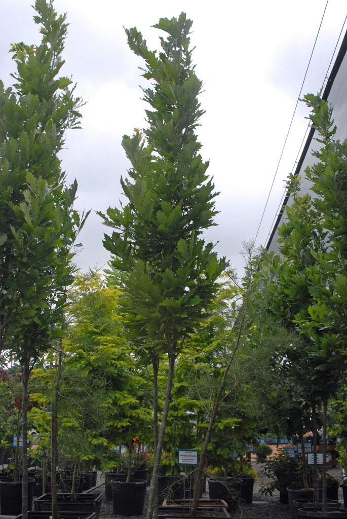 Quercus robur x bicolor 'Nadler' Kindred Spirit® Oak 15 Gallon ...