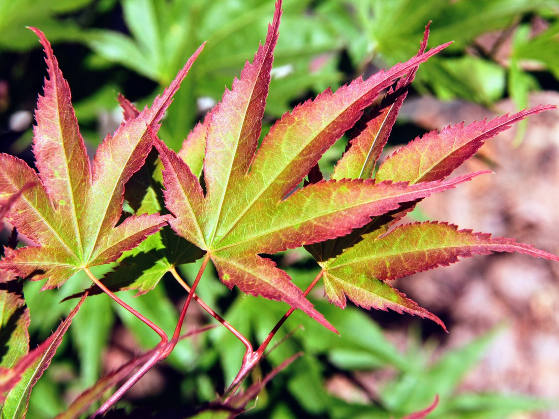 Acer palmatum 'Tsuma Gaki' Tsuma Gaki Japanese Maple 15g – Richardson Roots
