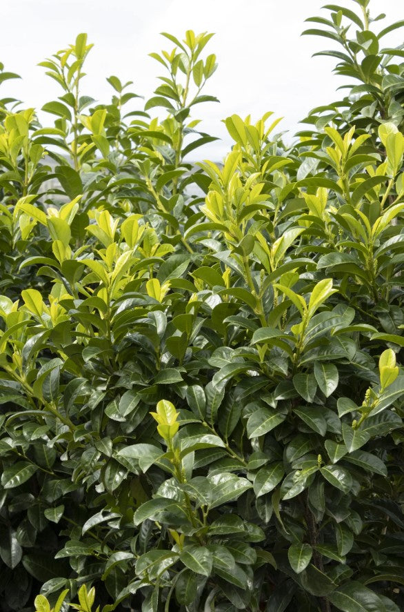 Prunus laurocerasus 'JONG2' PP29,890 Greenfinity Cherry Laurel 10g ...