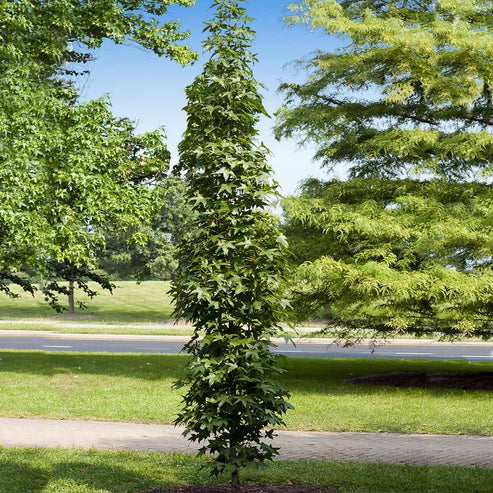 Liquidambar styracifula 'Slender Silhouette' Slendor Silhouette Sweetg ...