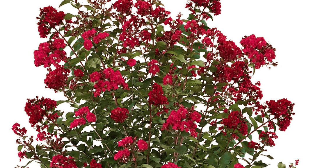 Lagerstroemia x 'JMI' PPAF Colorama™ Scarlet Crape Myrtle - SINGLE STE ...