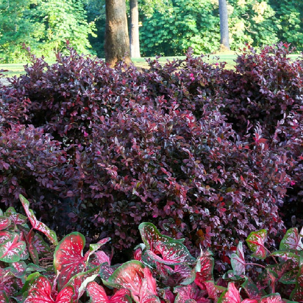 Loropetalum chin 'PPI' PP25471 Purple Daydream® Dwarf Chinese Fringe 3 ...