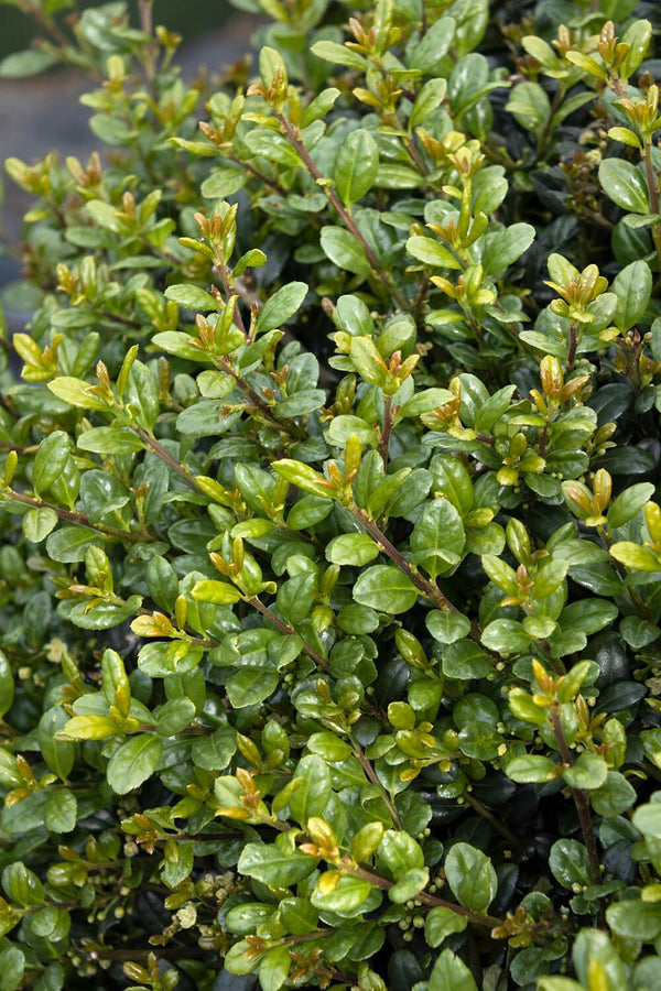 Holly Compacta (Ilex crenata 'Compacta') – Richardson Roots