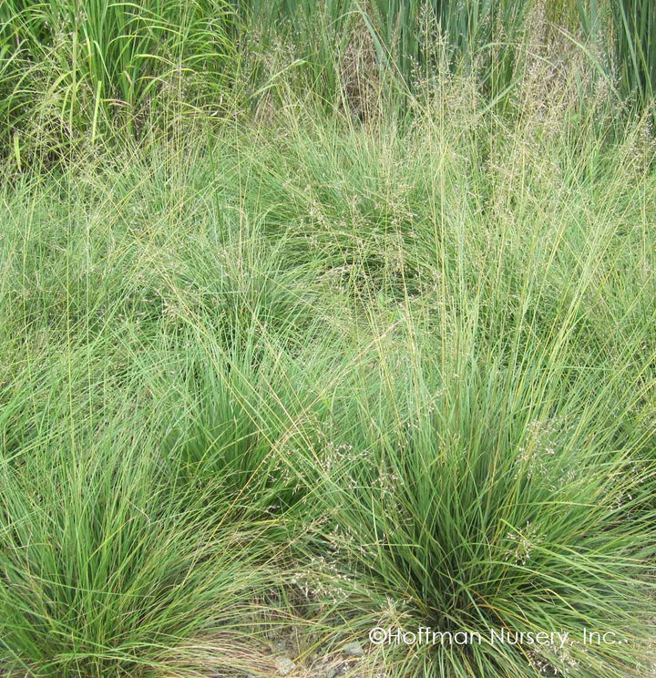 Grasses – Richardson Roots